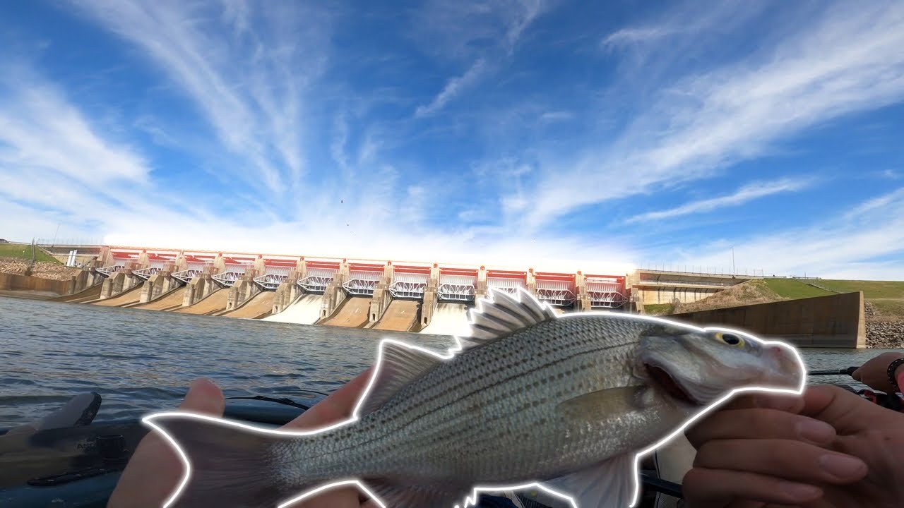 TEXAS WHITE BASS | The SIRENS went OFF! 🚨 - YouTube