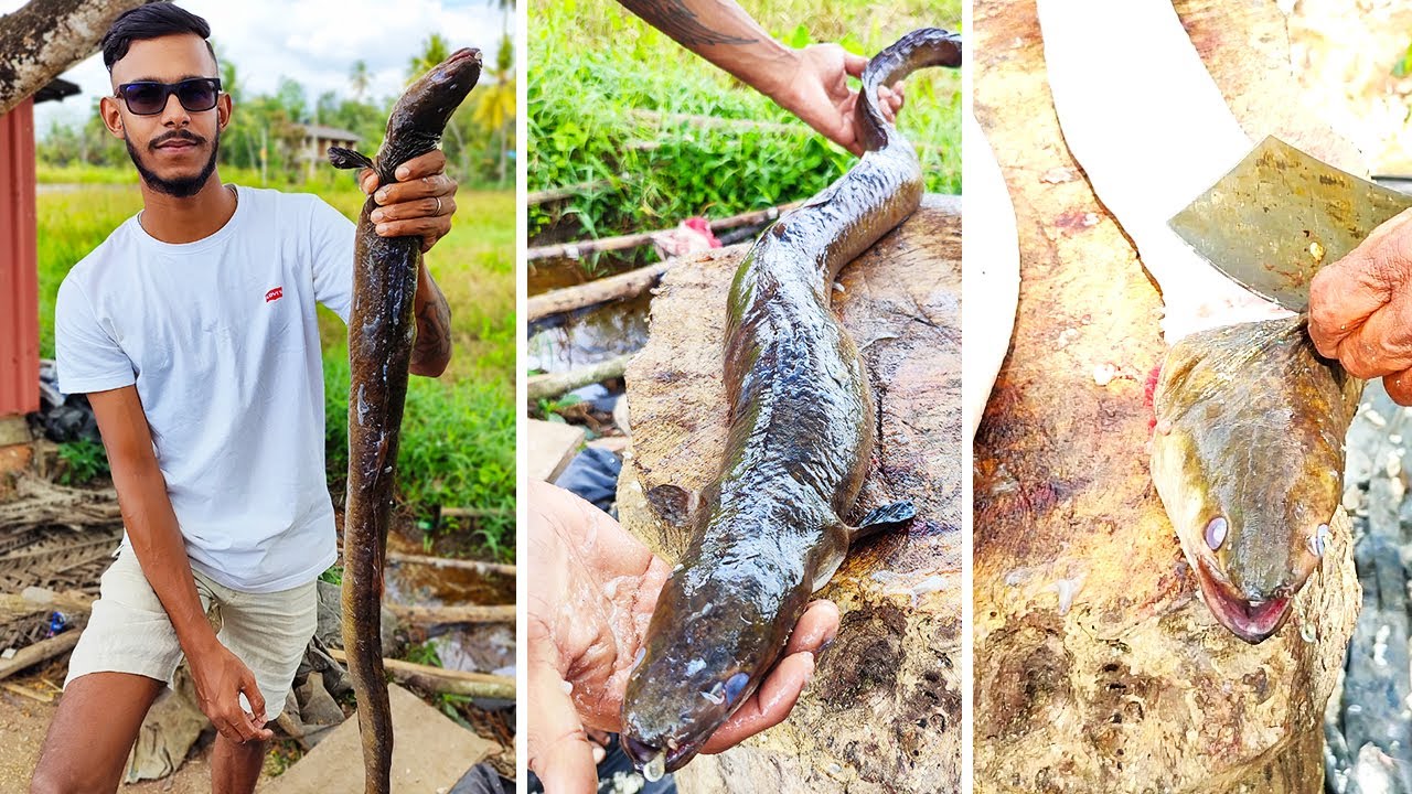 ⚠️⚠️ Viewer Discretion Advised ! | Huge EEL Fish Cutting And Skinning ...