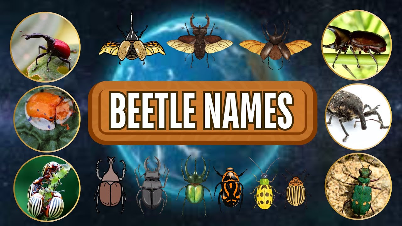 Discover Insects: Learn Different Names of Beetles Around the World ...