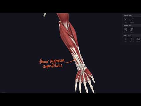 Lockdown Anatomy with Prof Alice Roberts #4: forearm flexors