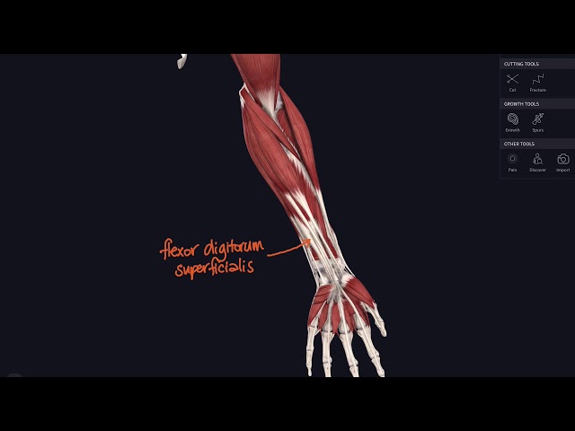 Flexor Digitorum Profundus Cat