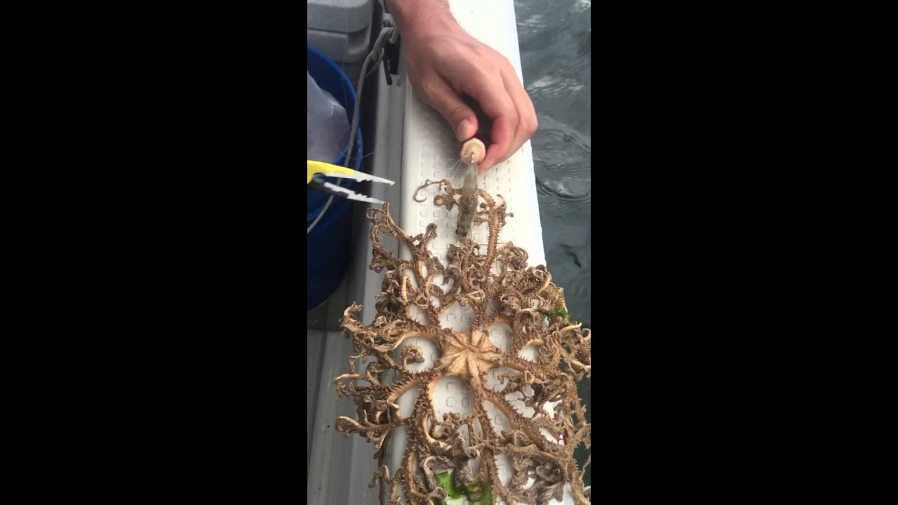 13 March 2016 - Lian Huang caught a creepy starfish!! - YouTube