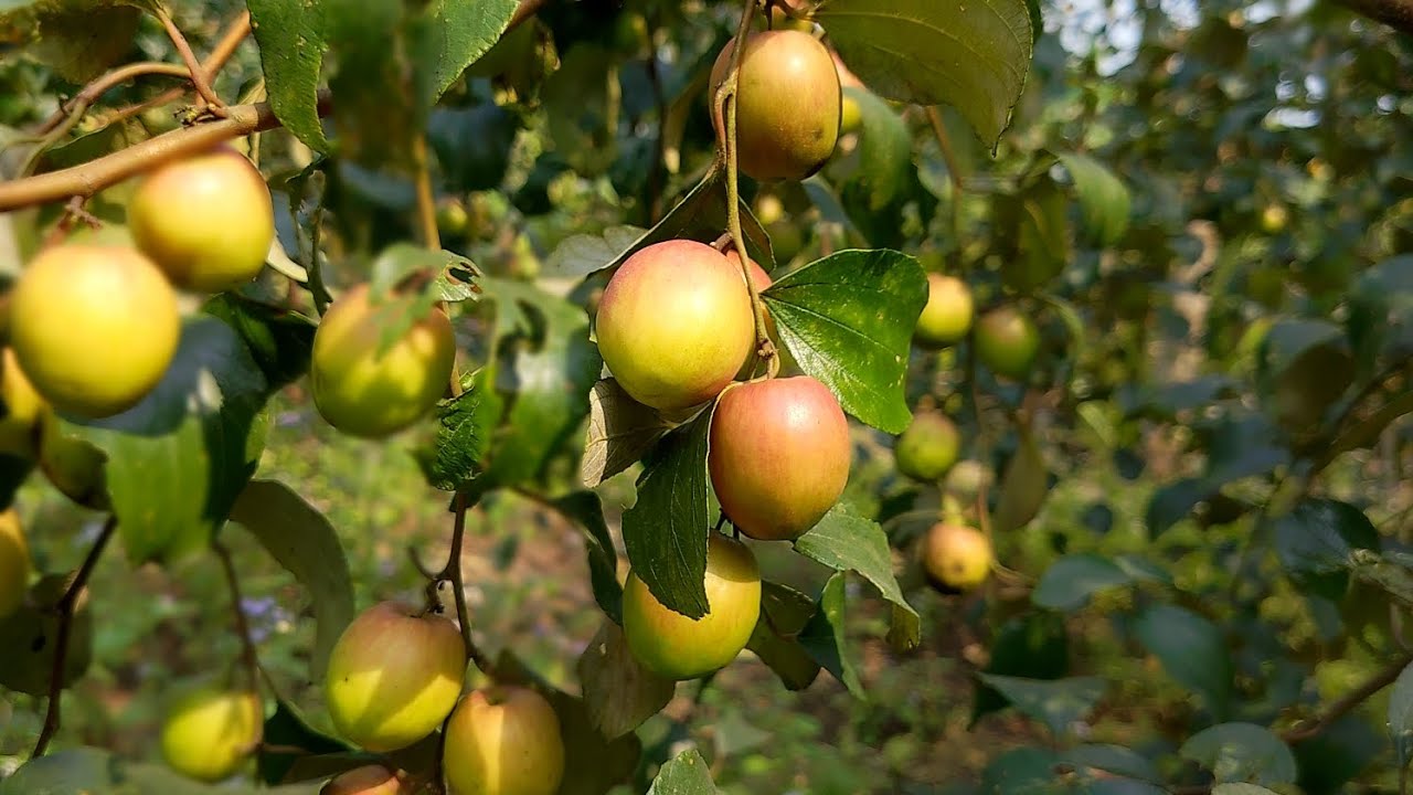 MY FIRST TIME BLOG #### AND PECHARTHAL BOROI BAGAN BERAI LAI MO #### 🍏🍏 ...