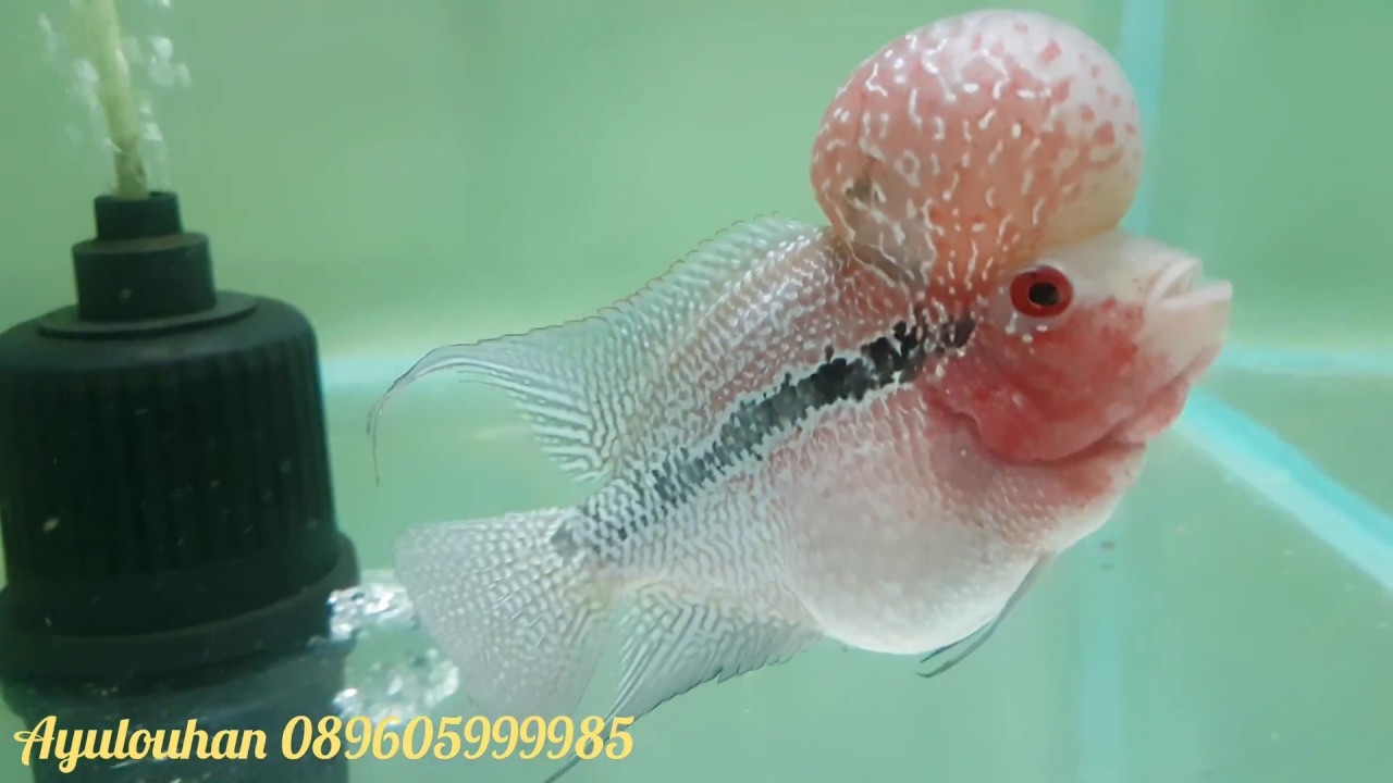 Cara mengobati atau pengobatan perut ikan louhan yang kembung atau tiba ...