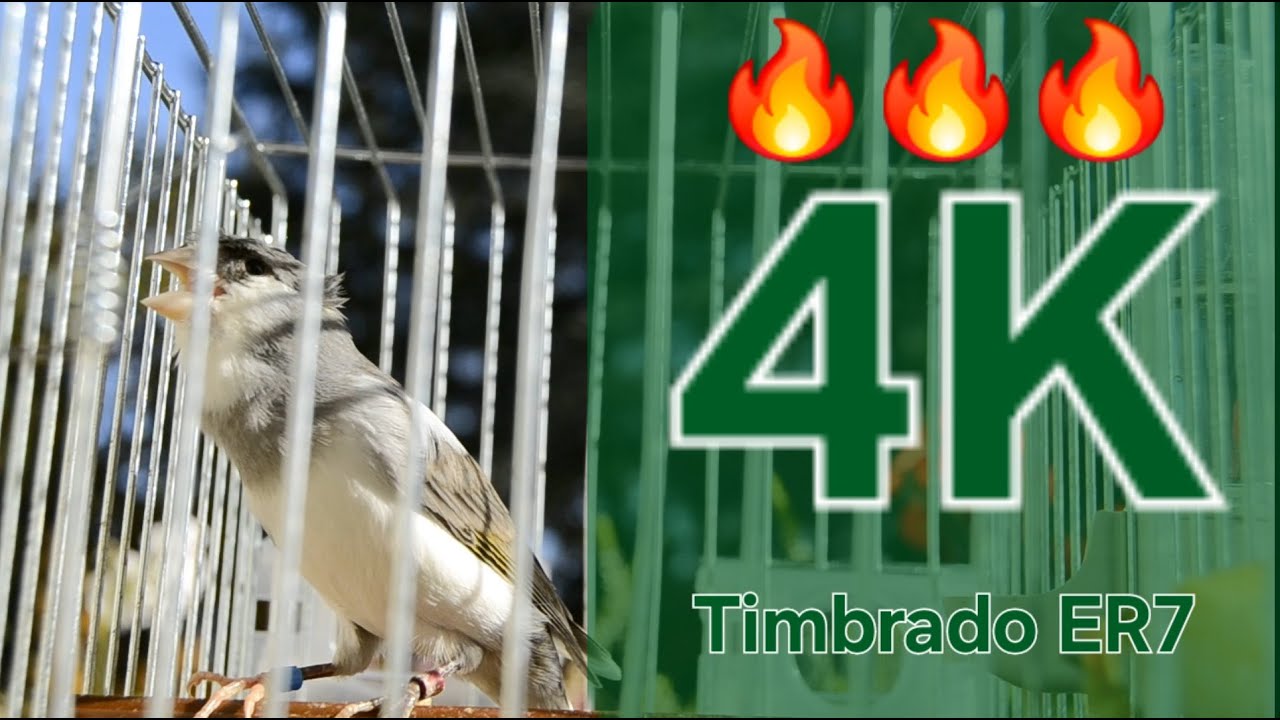 Timbrado Español 06/24 singing 100% 🔥 Pardillo / Linnet - Mule ...