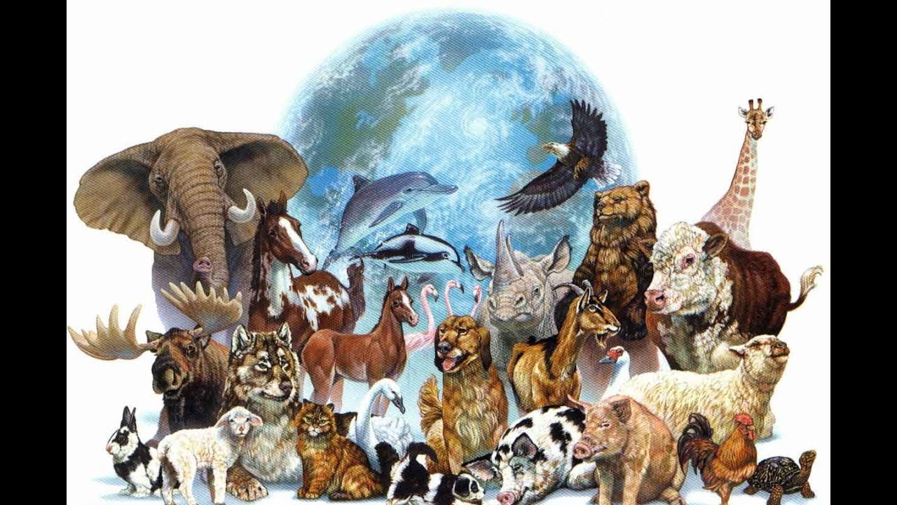 CONHECENDO O HABITAT DOS ANIMAIS - YouTube