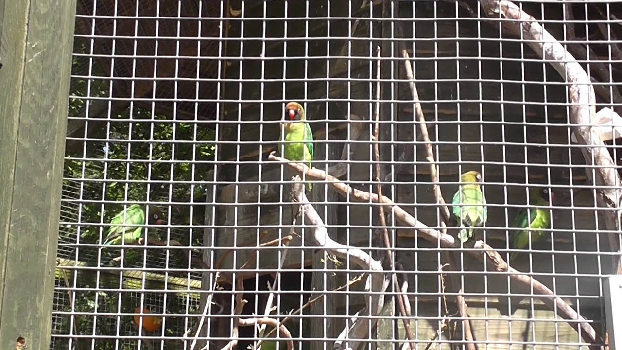 Beautiful Birds! | Blackpool Zoo - YouTube