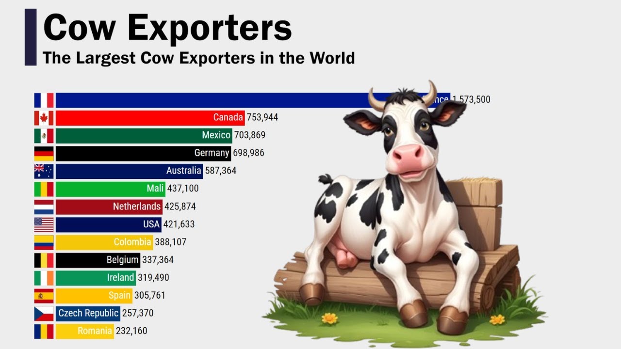 The Largest Cow Exporters in the World - YouTube