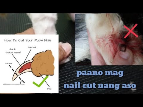 paano mag nail cut nang aso step by step tagalog | vlog | monchi PH # ...