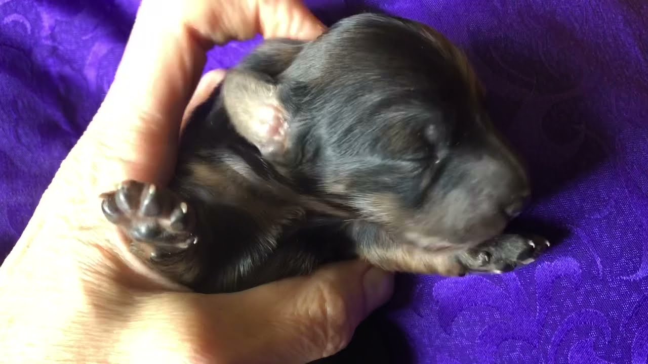 Newborn puppy crying for Mama💕 - YouTube