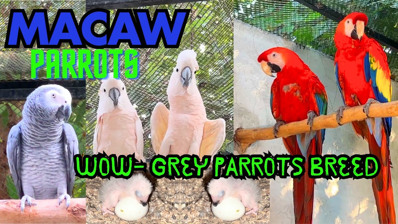 Macaw Parrots Breeding Guide | Egg Care, Cage Setup, and Food Details ...