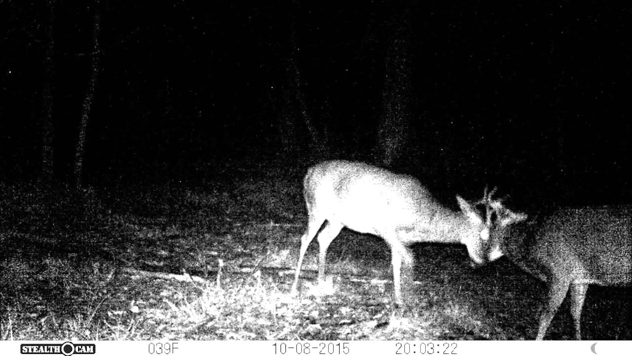 Whitetail Deer Bucks Sparring at Night - YouTube