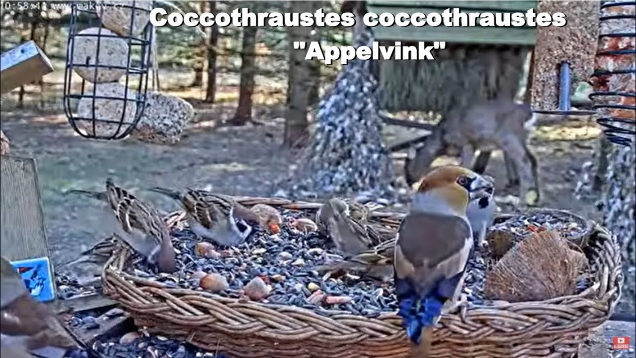 Makov Czech Republic Coccothraustes coccothraustes "Appelvink" - YouTube