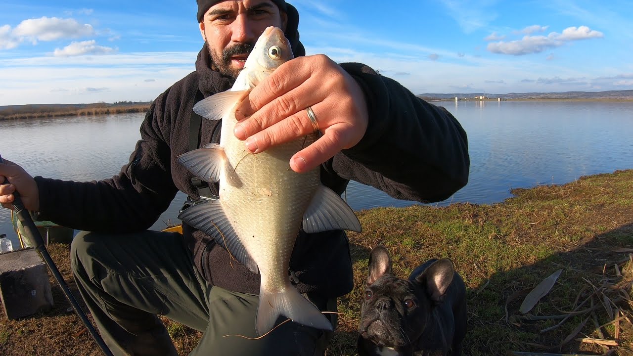 Cu feederul in ianuarie, pescuit cu multă ACTIVITATE pe Baraj !!! - YouTube