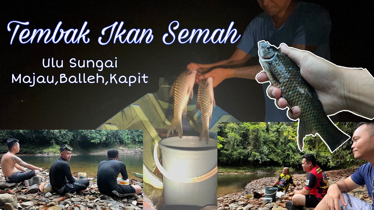 Tembak Ikan Semah di Sungai Majau, Balleh, Kapit. #Menyelam #IkanSemah ...