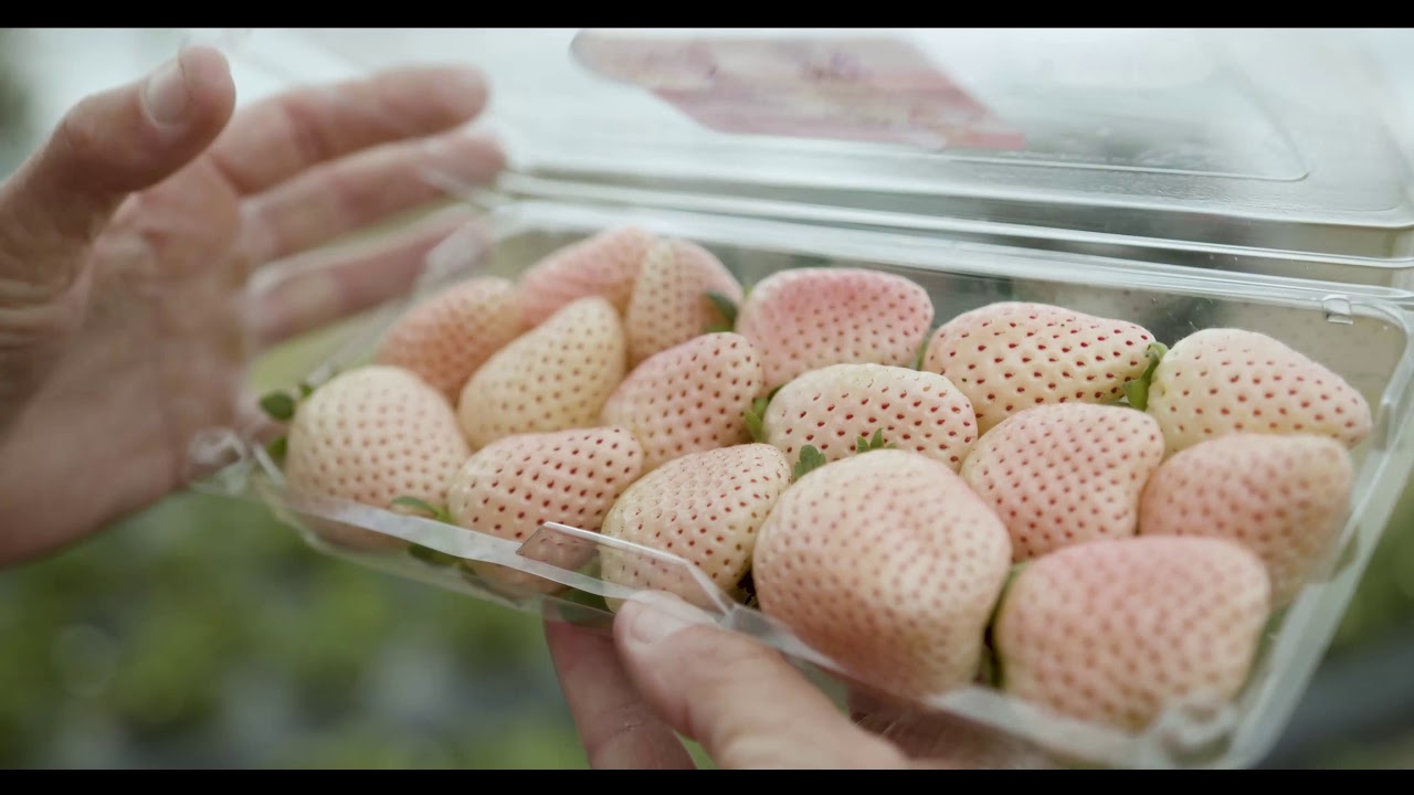 Pick A Pink-A-Boo Pineberry - YouTube