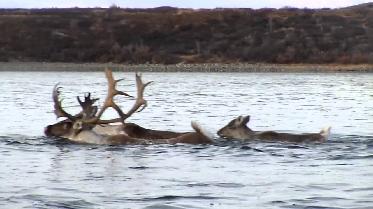 Alaska caribou swimming across a lake - YouTube