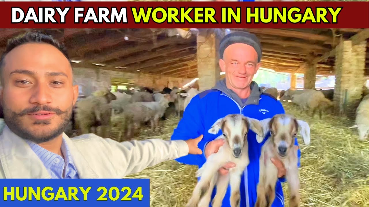 Dairy Farm workers in Hungary | Hungary country | Hungary - YouTube