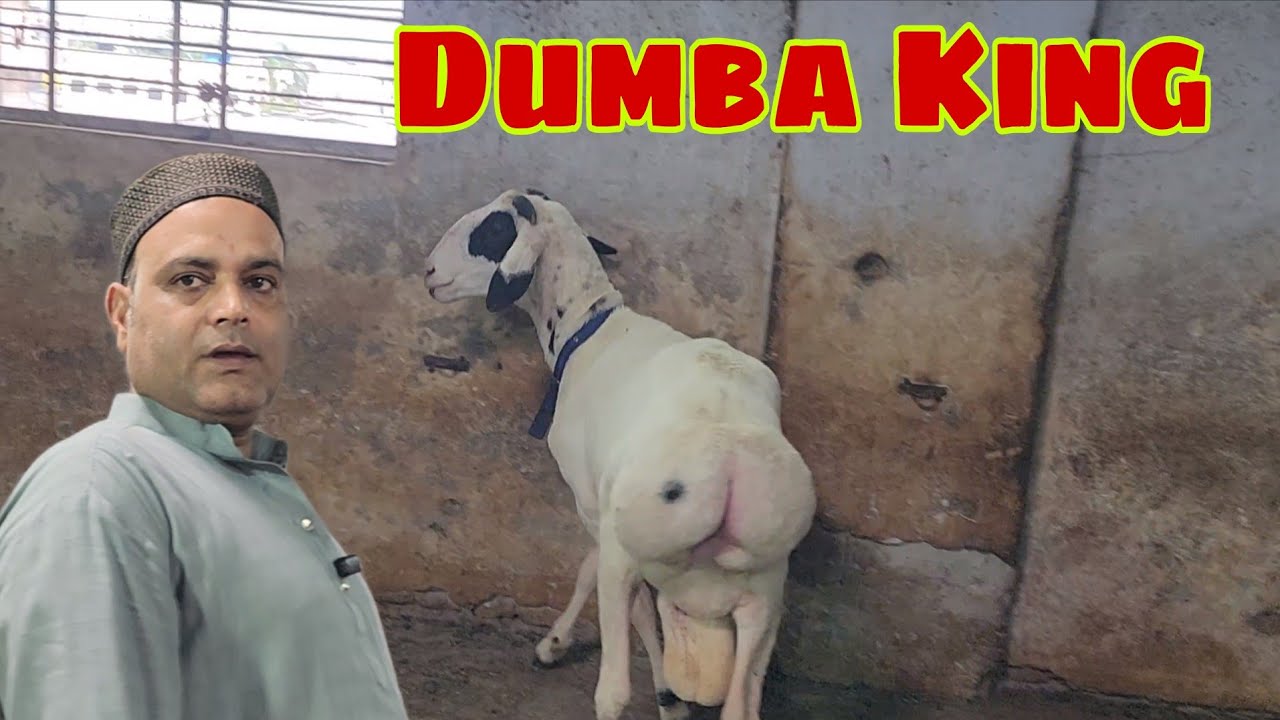 Lalu Seth Dumba King New Season 2026 Tyaari Wale Dumbe | All Set In Bhiwandi City. - YouTube