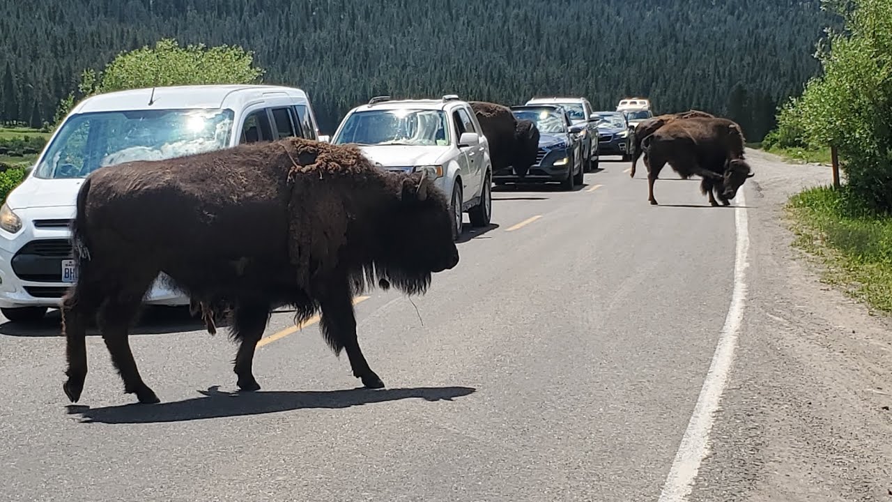 Hanging with the Rods, Yellowstone - YouTube