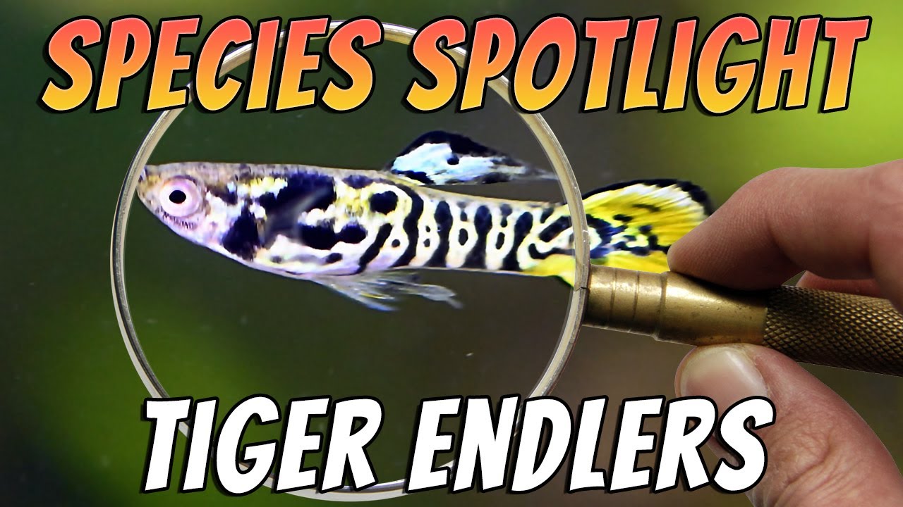 Tiger Endler Guppies (Poecilia wingei / Poecilia reticulata) Aquarium ...