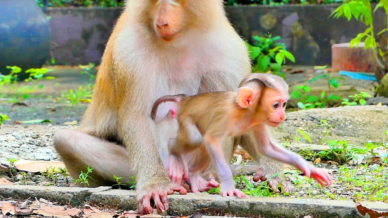 Son monkey clever and BUT full - YouTube