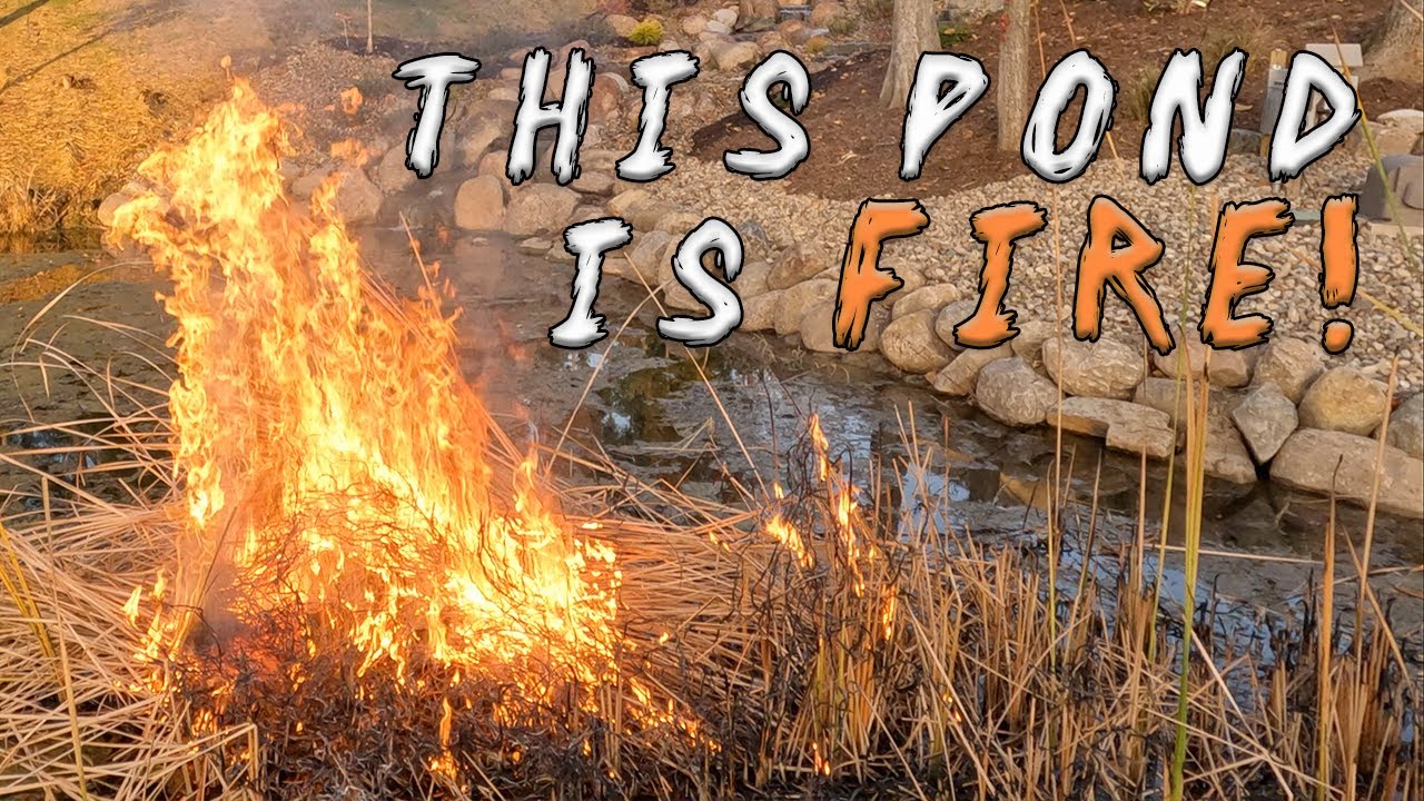 The Secret to Killing Cattail Roots...This Pond is on FIRE! Remove ...