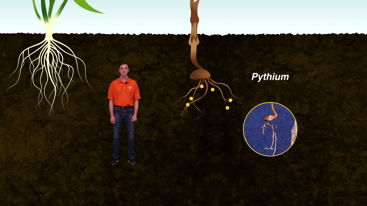 Getting Down to the Roots: CruiserMaxx Vibrance Cereals seed treatment ...