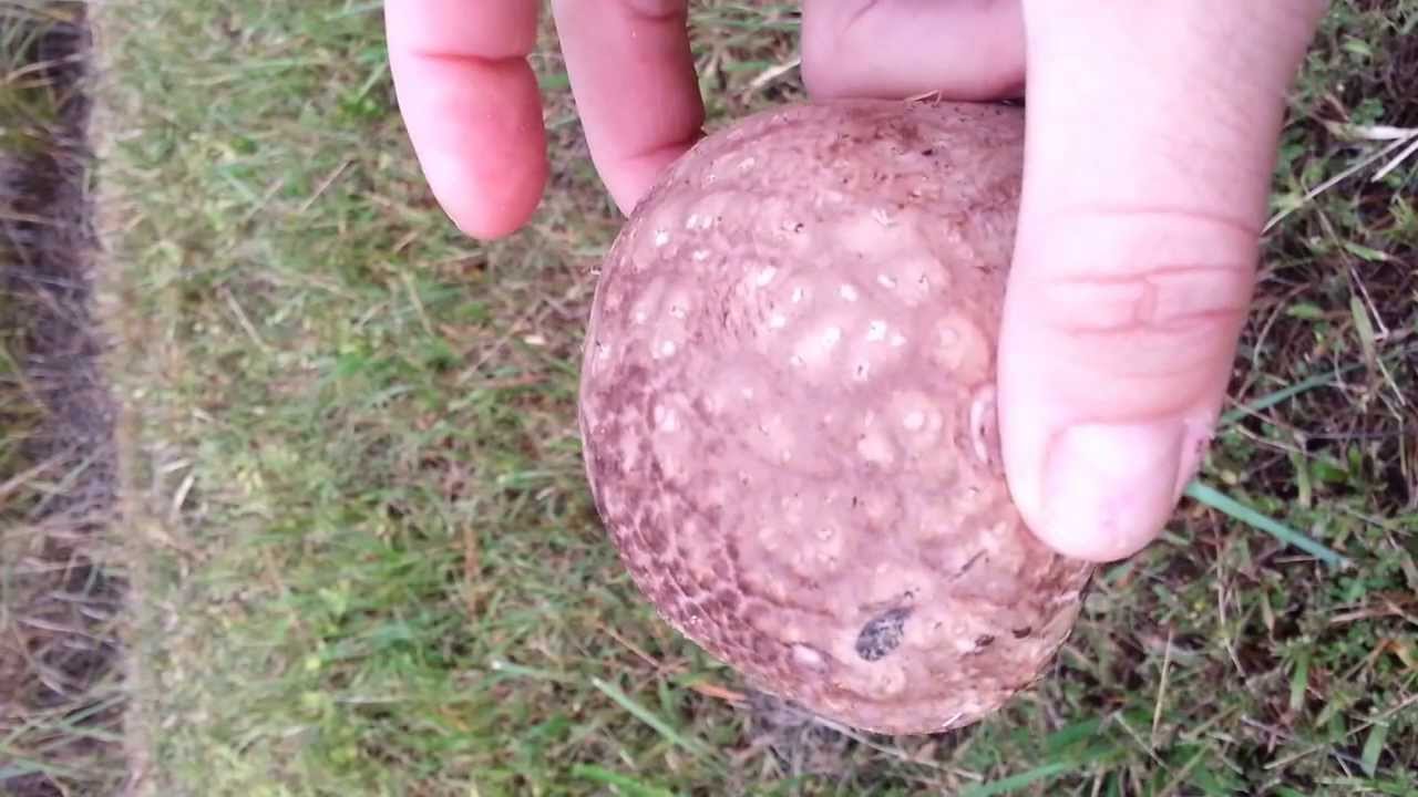 Mushroom Foraging: Calvatia cyathaformis, purple-spored puffball - YouTube
