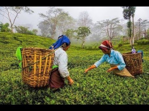 How TEA is actually made at the DURGABARI TEA ESTATE, AGARTALA - YouTube