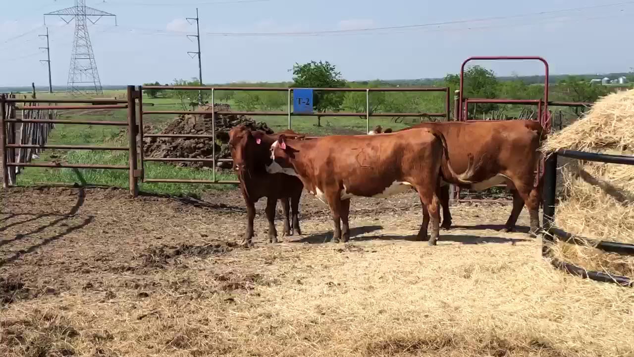3 red and red motley face cows coming off of one ranch, #0430 | Cattle ...