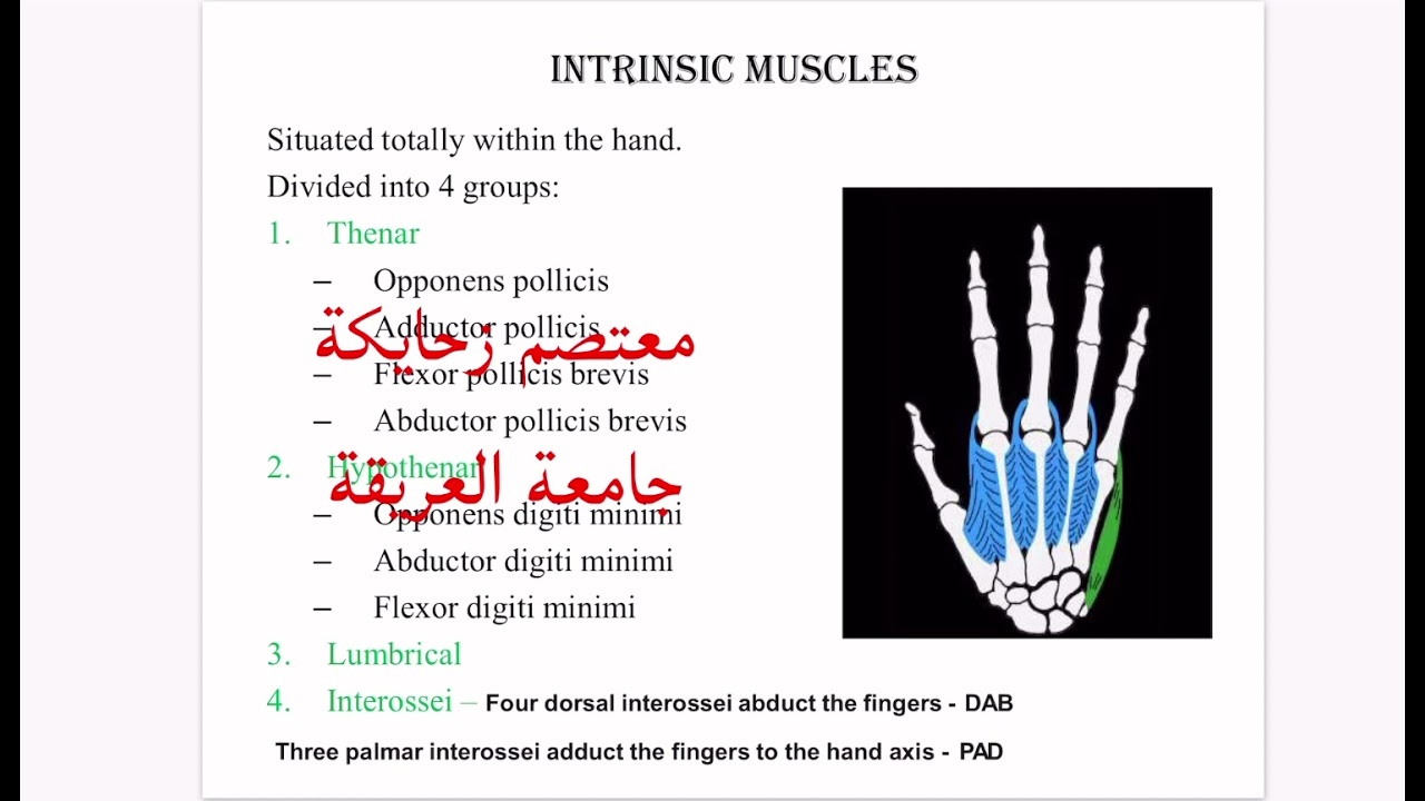 Intrinsic Muscle of the hand 🖐 - YouTube