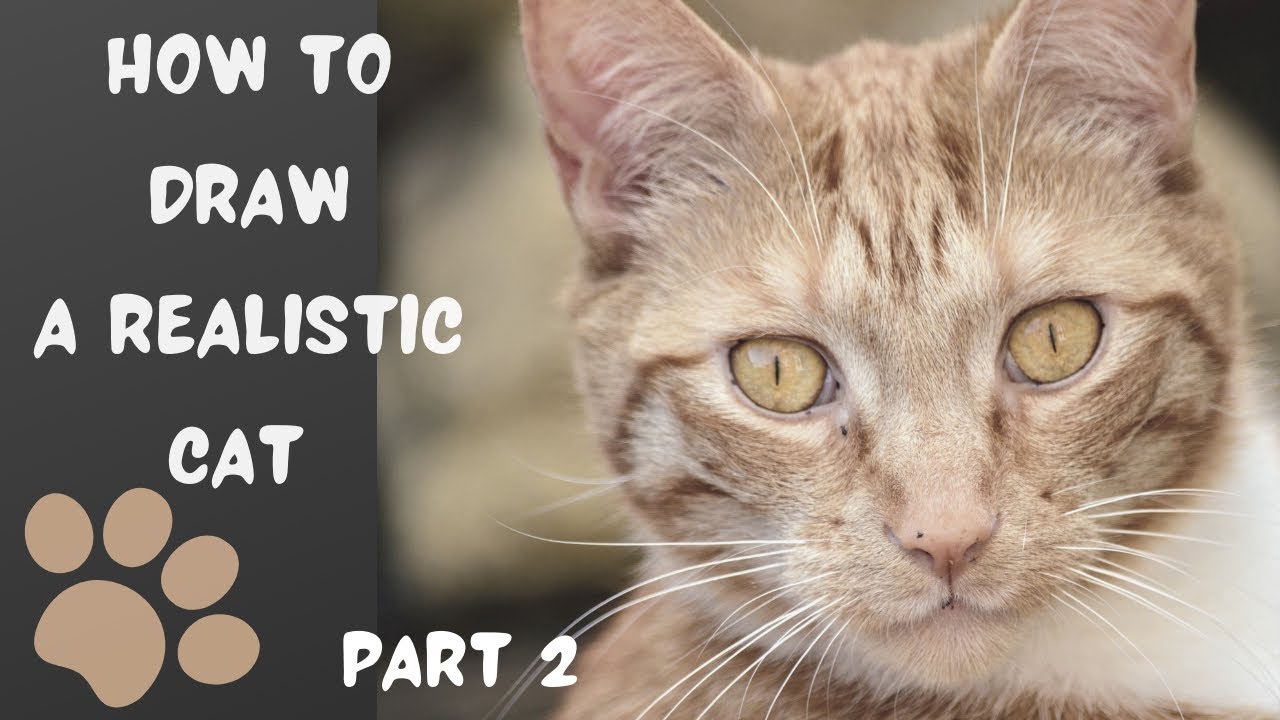 How to draw a cat tutorial- Realistic Fur (Part 2) - YouTube