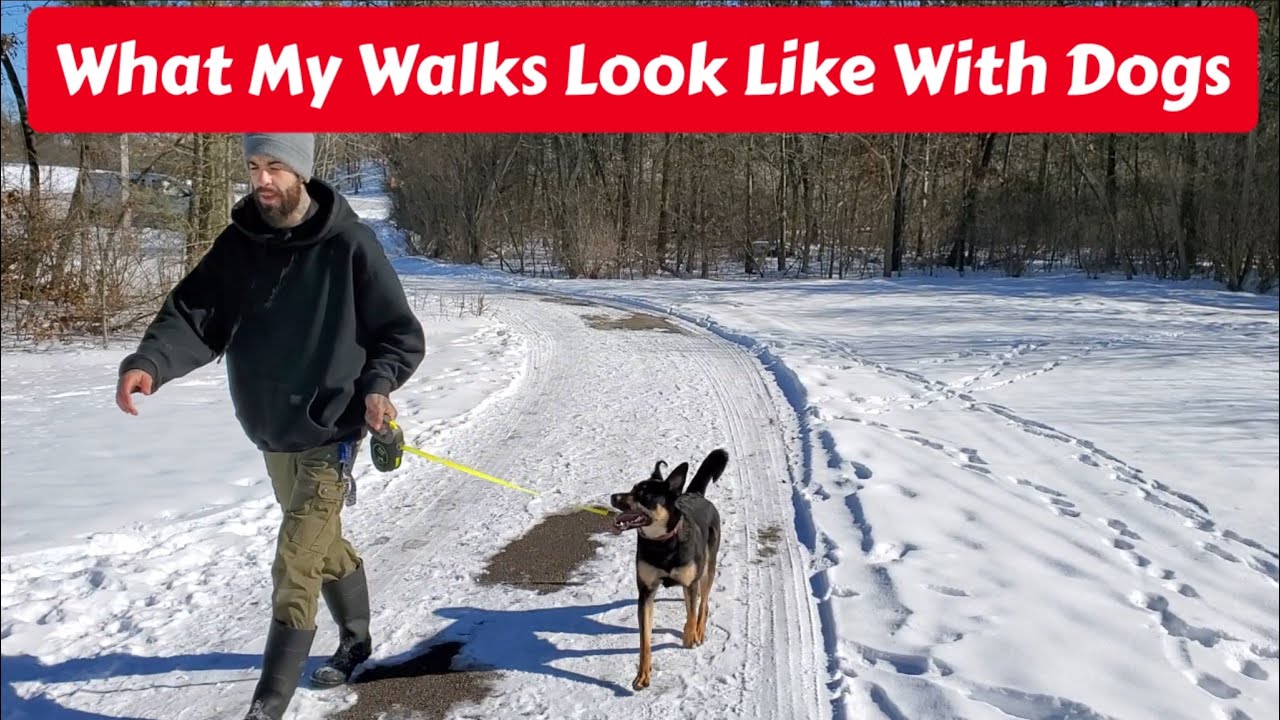 How To Start Teaching A Dog How To Walk - YouTube