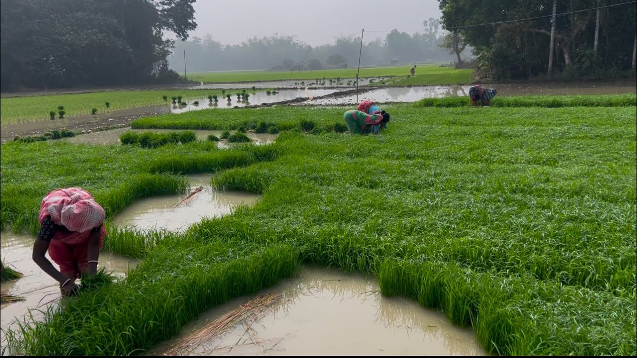 Doing farming in homeland - YouTube