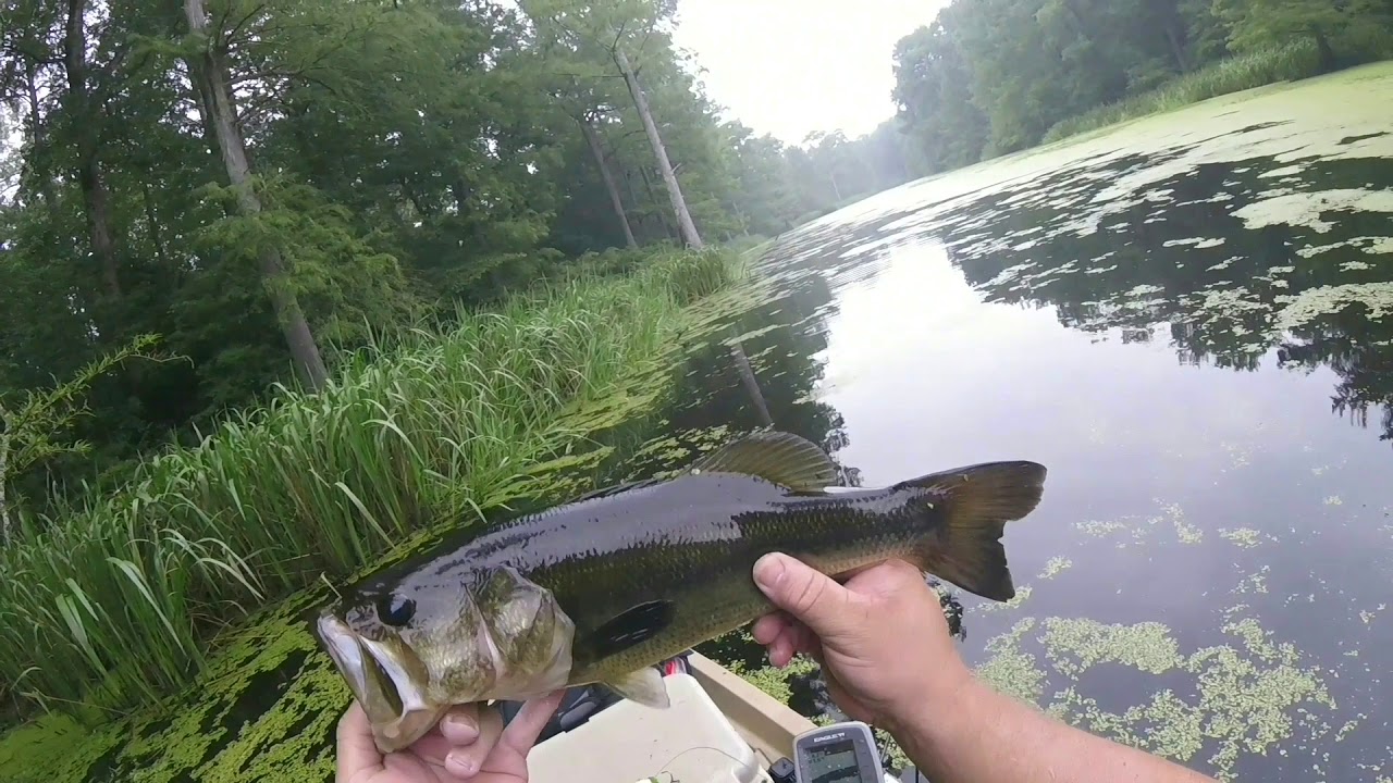 Lunker Hunter Top Water Frog Fishing In The Swamp, Big Blowups! - YouTube