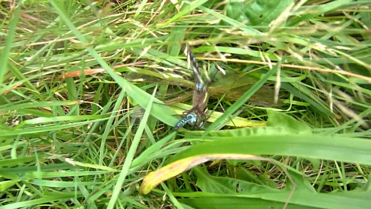 Dragonflies fighting - YouTube