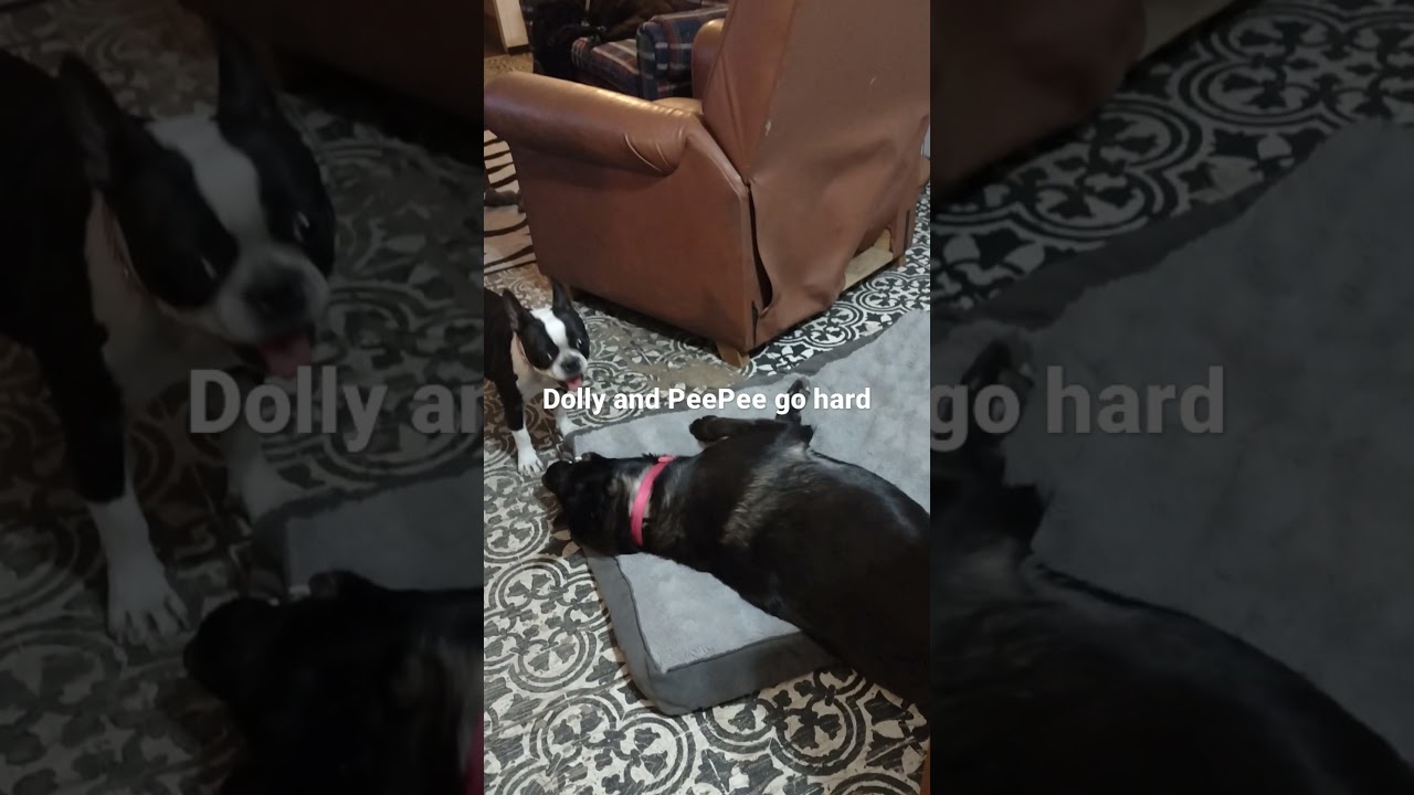 My big goon dog and her little homie having fun - YouTube