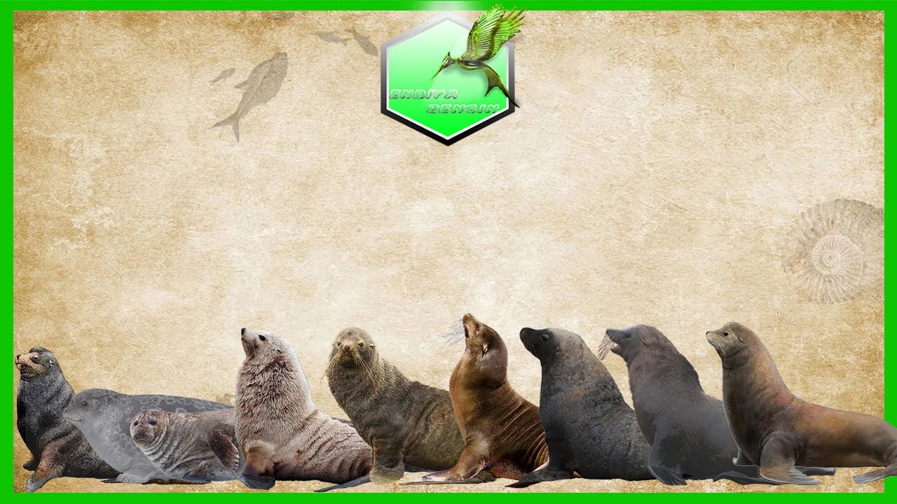 Seals Sea Lion and Wallruses Size Comparison Living Extinct - YouTube