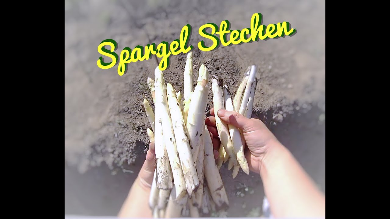 Spargel stechen - so gehts - YouTube