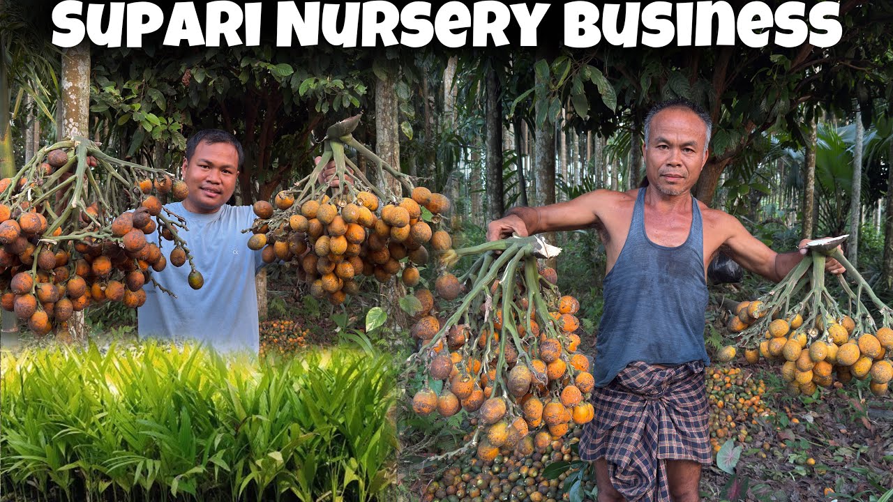 5000 Supari Seed 🌱 Nursery kiya hoon | Supari Nursery Business - YouTube