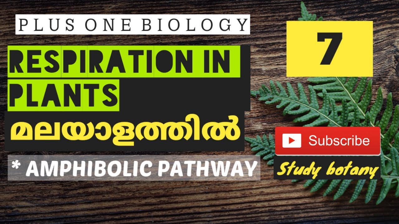 AMPHIBOLIC PATHWAY-RESPIRATION IN PLANTS PLUS ONE BIOLOGY CHAPTER-14 ...