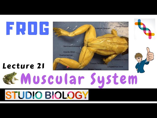 Gastrocnemius Muscle Frog