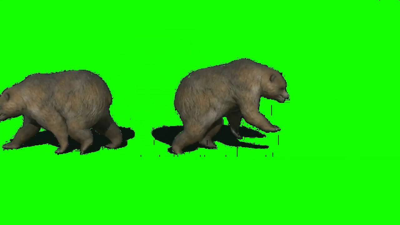 Bear Green Screen video Effects 2019 Teelsingh - YouTube
