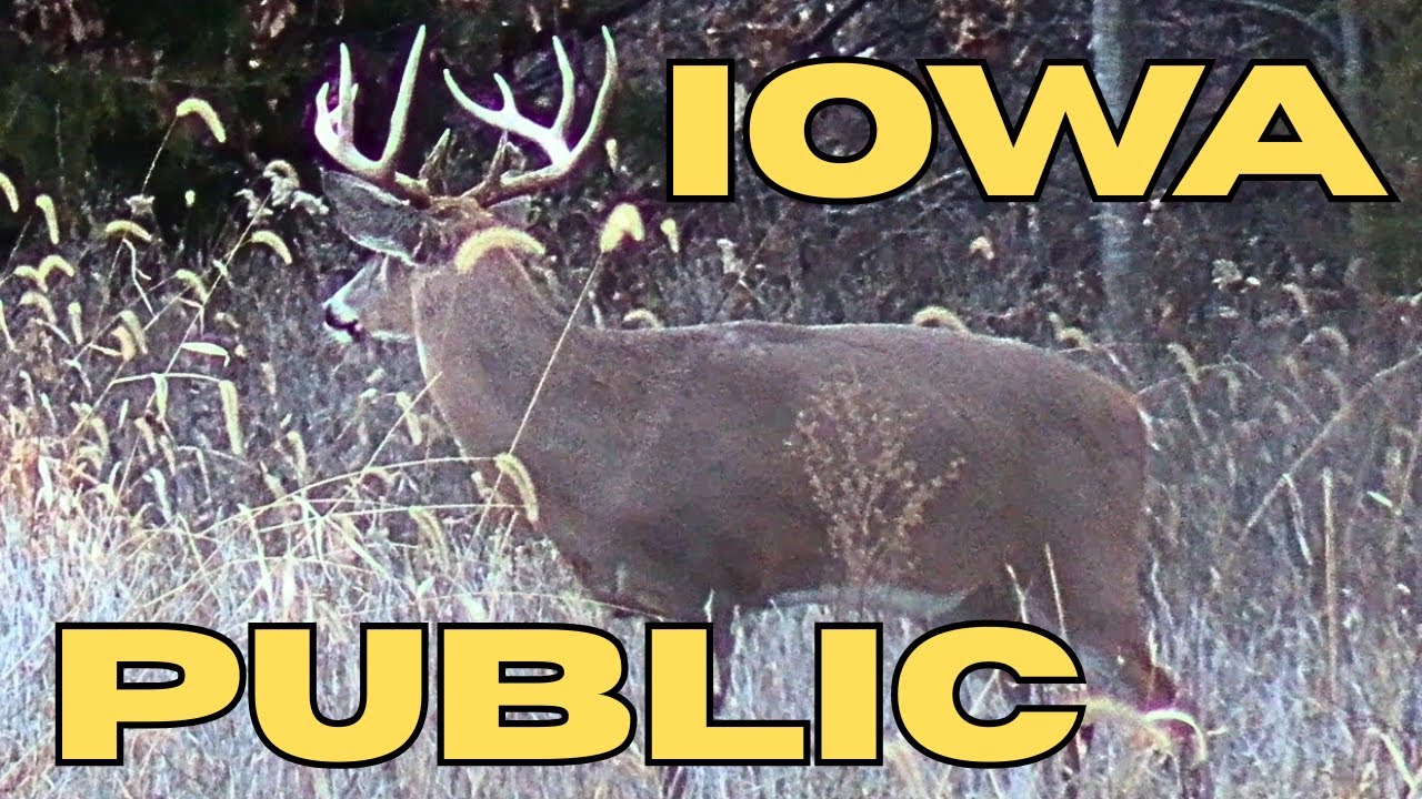 Public Land Whitetail Hunting in Iowa | Bow Hunting Action! - YouTube