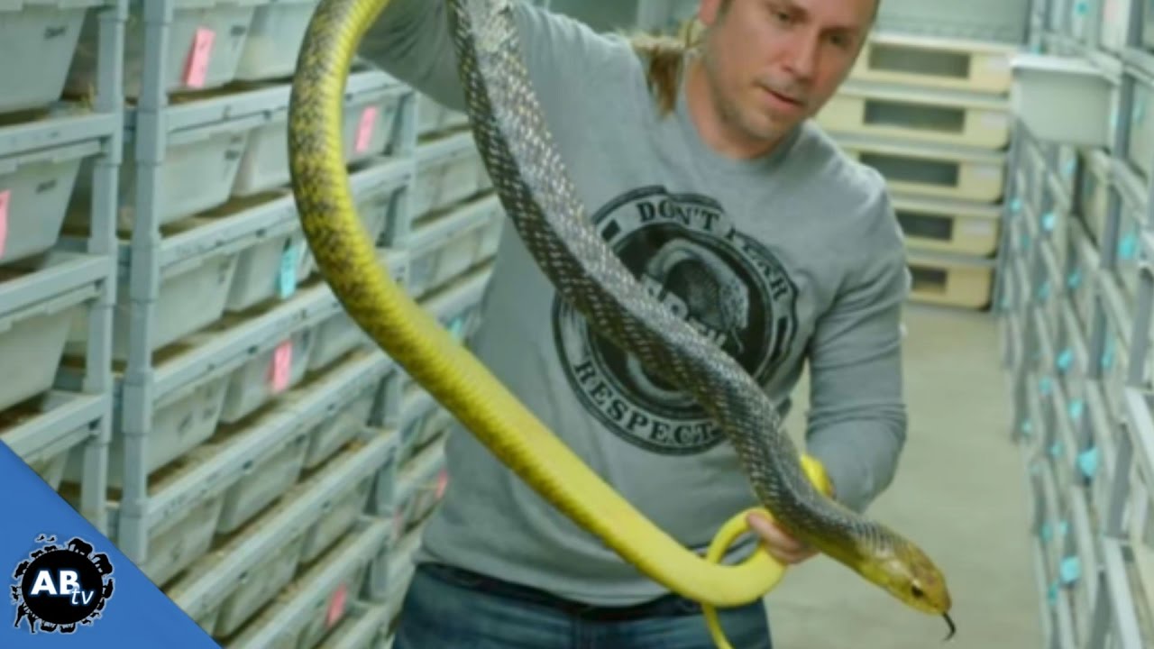 I HAVE THE WORLD'S GREATEST JOB! SnakeBytesTV - YouTube
