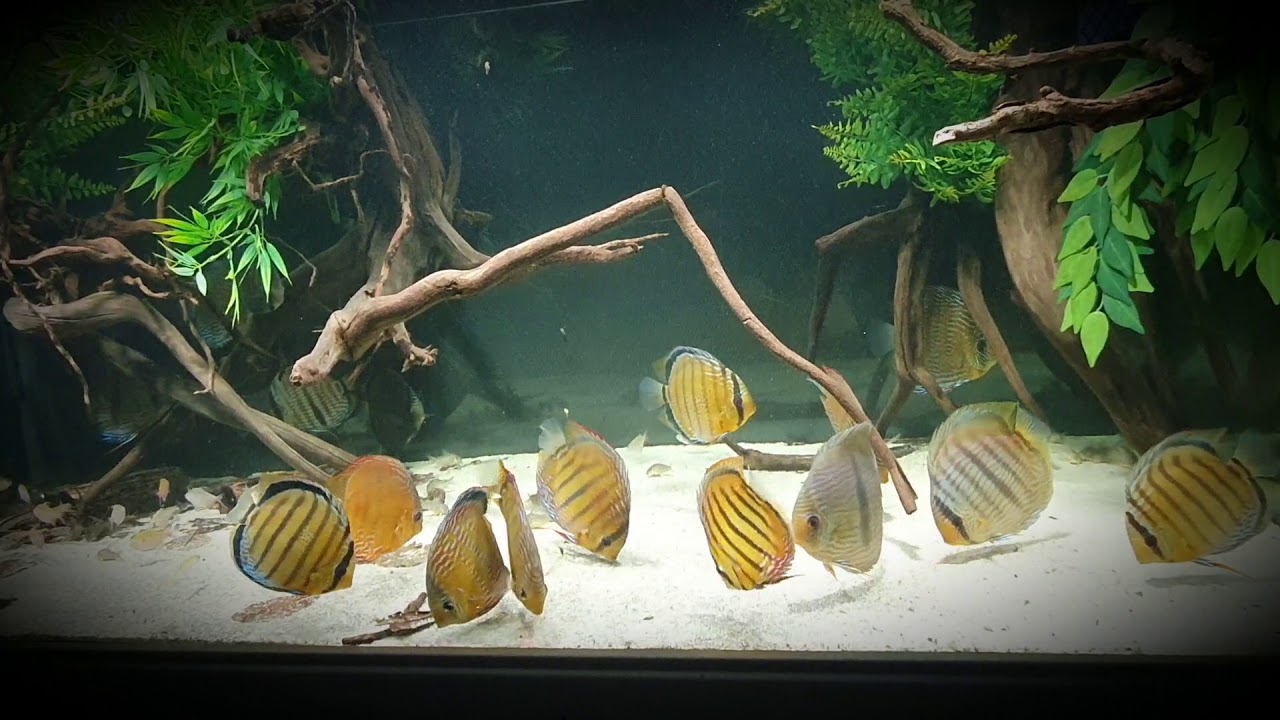 Wild Discus Tank 1120 L - YouTube