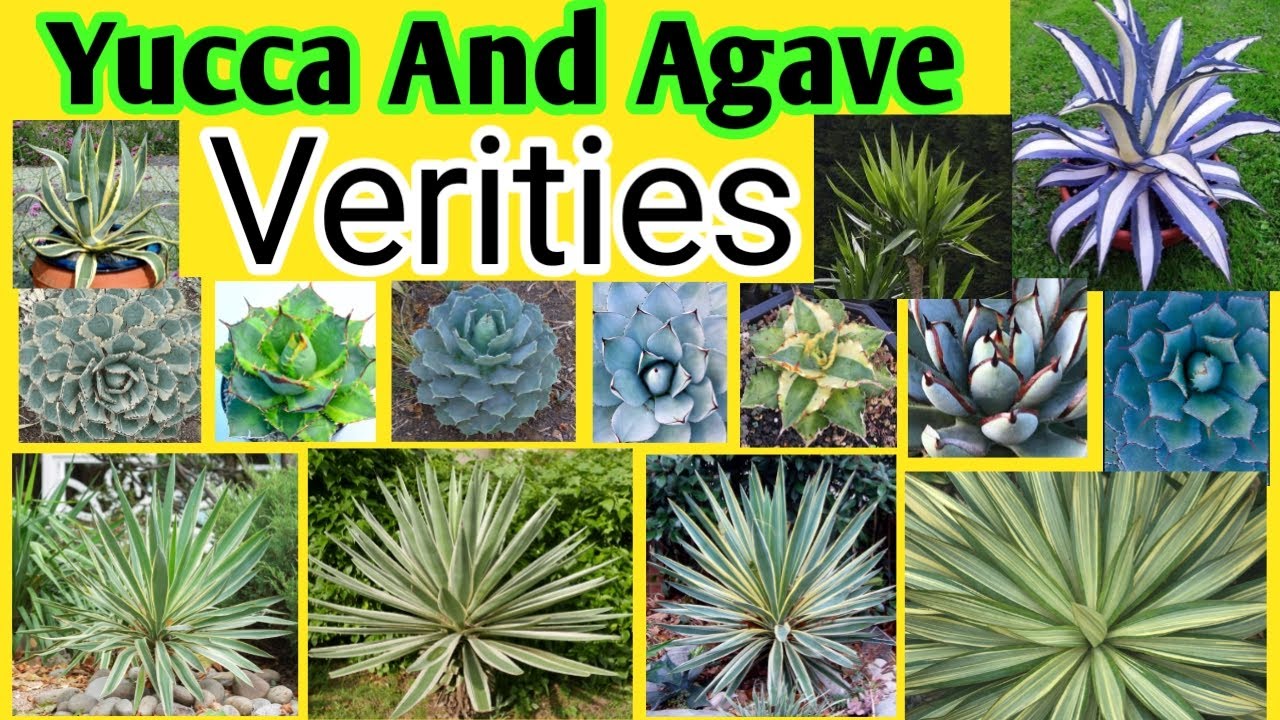 Yucca And Agave Plant Verities/Yucca Plants/Agave Plants/Home Fairy ...
