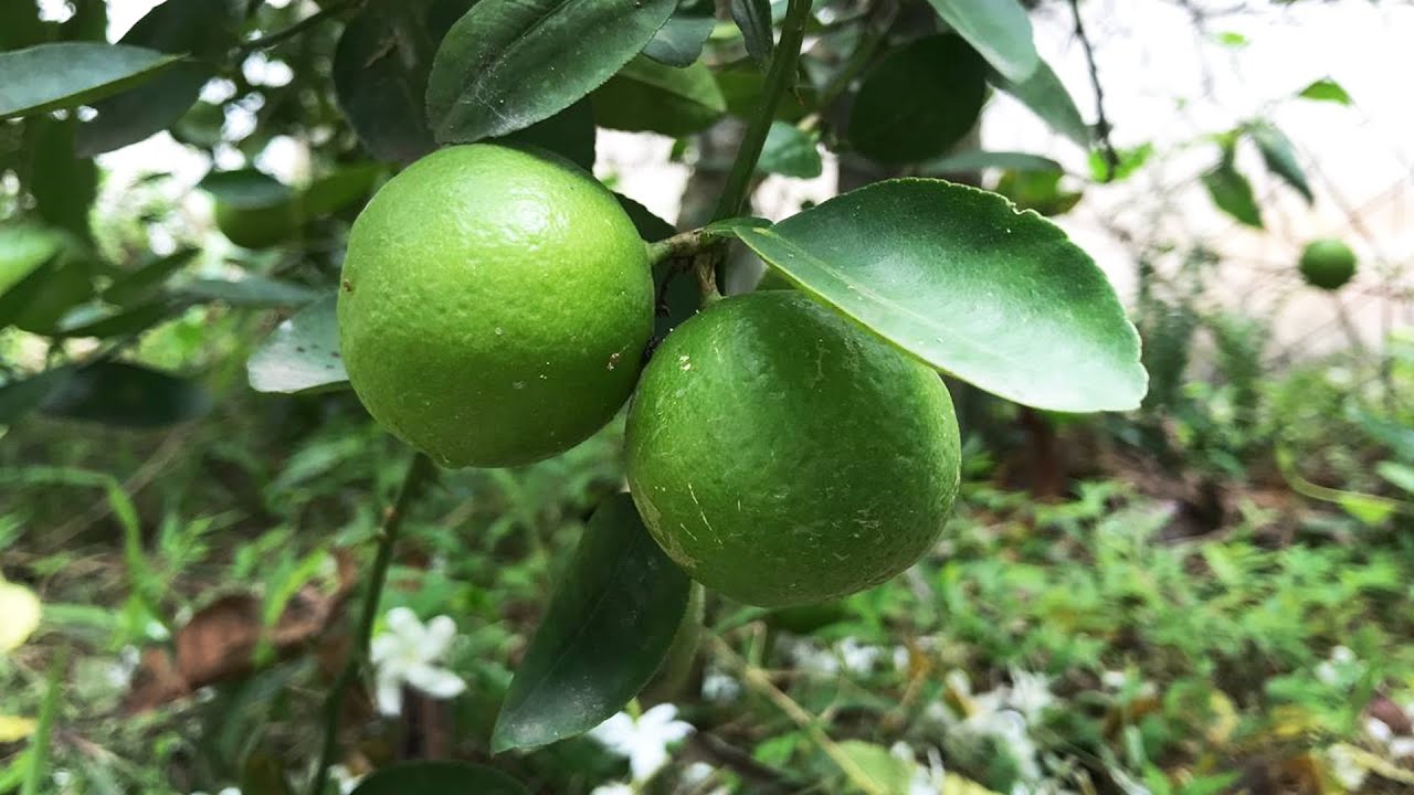 Tahiti Lime Tree (Citrus latifolia) - YouTube