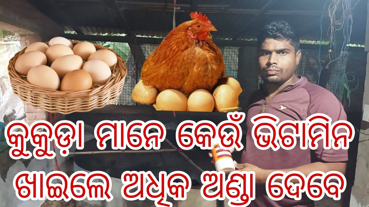 କୁକୁଡ଼ା ମାନେ କେଉଁ ଭିଟାମିନ ଖାଇଲେ ଅଧିକ ଅଣ୍ଡା ଦେବେ // Papu Desi Kukuda ...